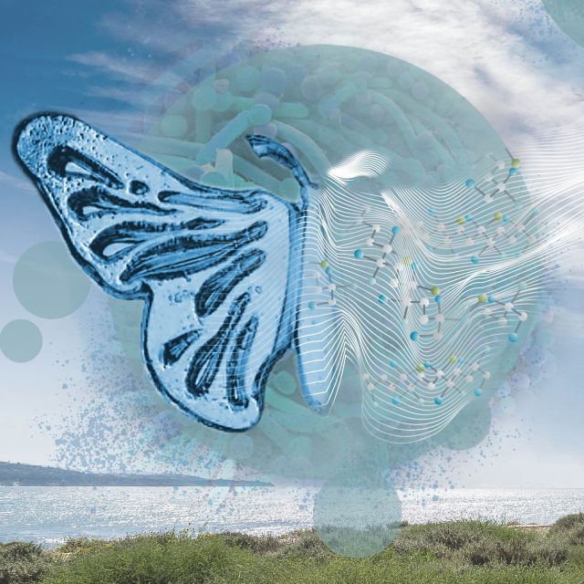 NSF BioPACIFIC MIP (DMR-1933487)